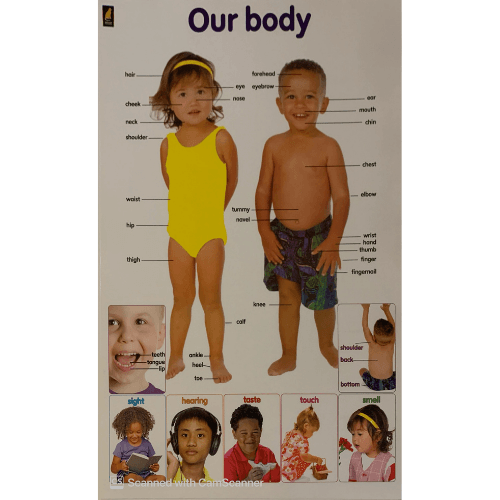 Poster A1: Our Body - Future Manager Books
