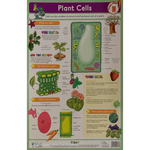 Poster A1: Plant Cells - Future Manager Books