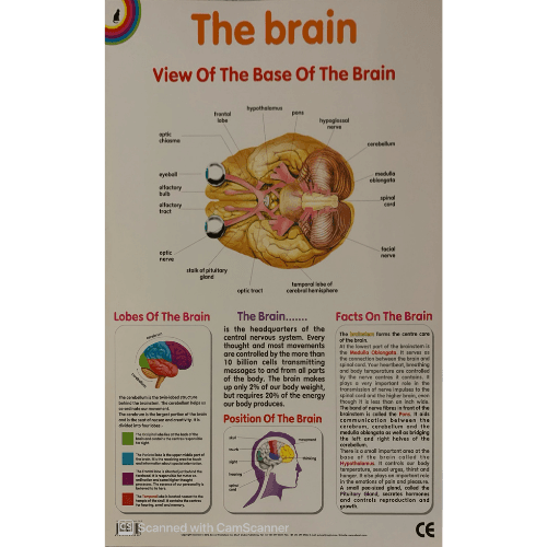 Poster A1: The Brain - Future Manager Books