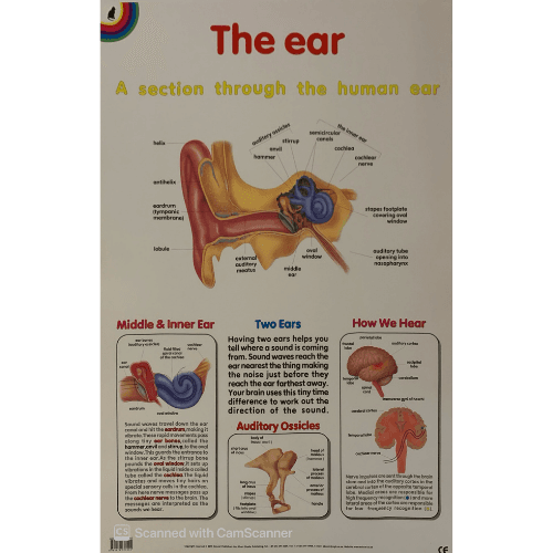 Poster A1: The Ear - Future Manager Books